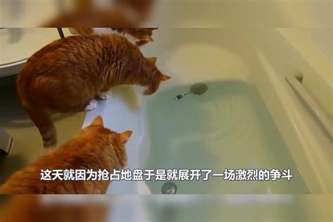 看到窝被别的猫抢去，喵星人不干了，下一秒忍住别笑