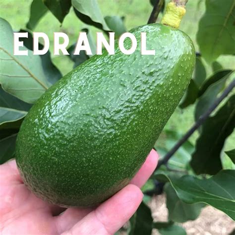 Clonal Rootstock Edranol Avocado Tree Grafted Etsy