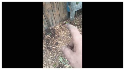 Greenhouse Garden Update Eporner