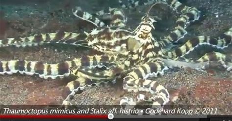 흉내 잘 내는 문어그 문어 따라하는 물고기