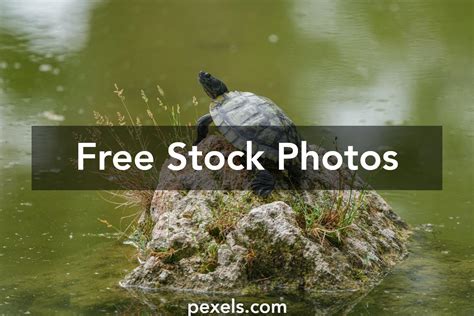 Tortoise In Bath Photos Download The Best Free Tortoise In Bath Stock