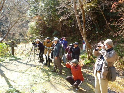 冬の野鳥観察会 館山野鳥の森