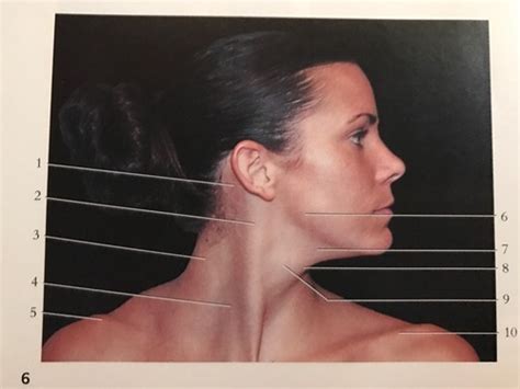 Fig 1 16 Anterolateral View Of Neck Flashcards Quizlet