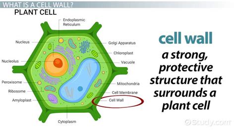 Cell Membrane Plant Cell Diagram
