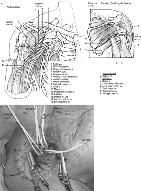 Axillary Nerve