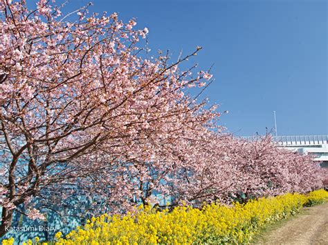 花だより2023年2月28日現在 河津桜の開花状況 小出川桜まつり小出川右岸の河津桜並木 アクセスと駐車場 神奈川県茅ヶ崎市 カタスミ日記