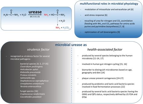 Microbial Urease In Health And Disease Pmc