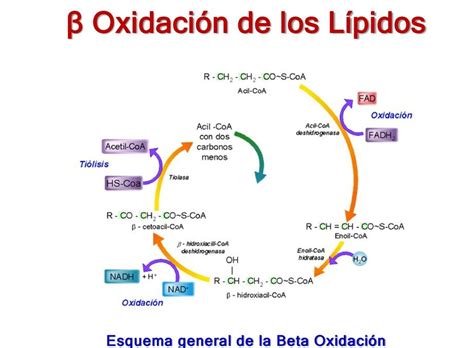 Diagrama De Trigliceridos Simple