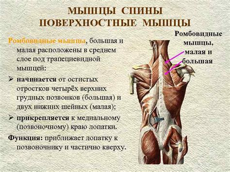 Малая и большая ромбовидная мышца спины качаем