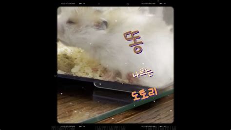 똥 나르는 햄스터 Youtube