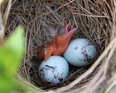 Egg Hatching Naturally Curious With Mary Holland