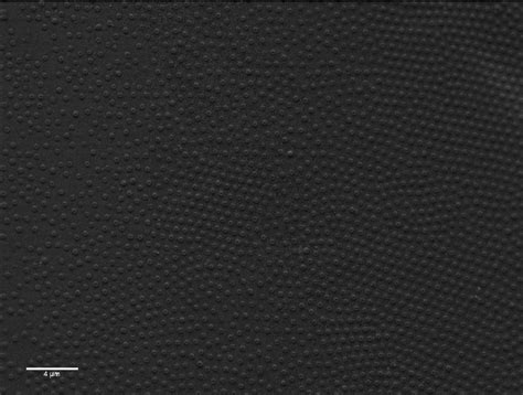 Figure S1 Fresca Cryo Sem Image Of Core Shell Microgels In The Charged