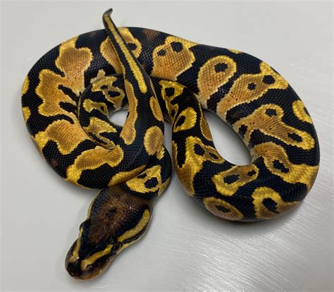 Orange Dream Yellow Belly Het Desert Ghost Ball Python By Aesthetic