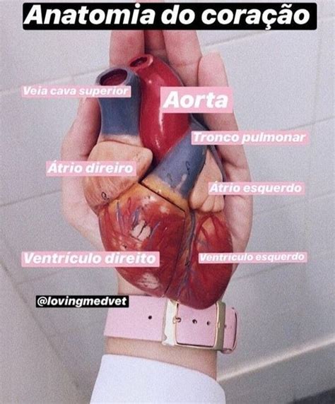 Pin de Gledys Carminia en Salud Terminología médica Cosas de