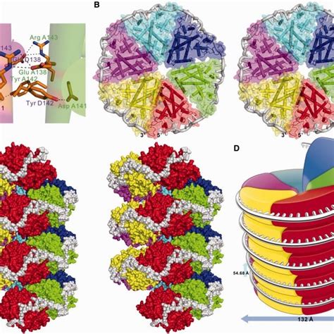 The Overall Tcarssdna Complex Structure A The Crystal Includes