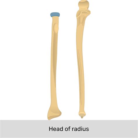 Radius Anatomy