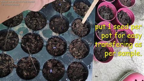 Paano Magtanim Ng Ampalaya Sta Monica First Timer How To Plant