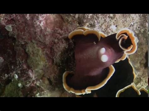 Flatworms Reproduction A Worm From Hell Is Invading Texas And Its