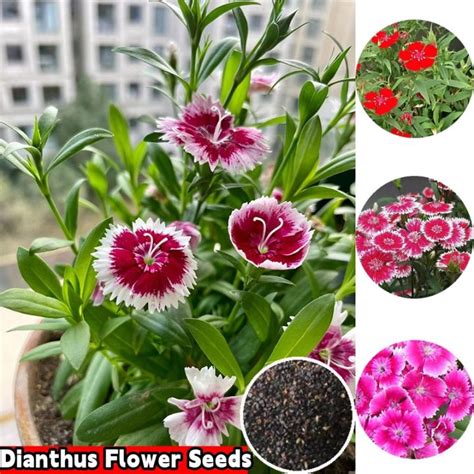 Good Seed พร้อมส่ง เมล็ดพันธุ์ดอกไม้ไดอานธัสที่ปลูกได้ง่าย เมล็ด