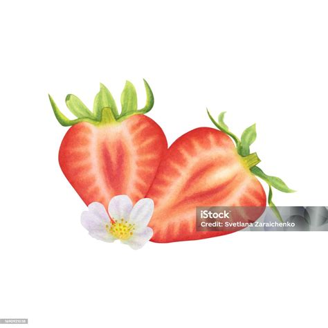 하얀 배경에 분리된 딸기 반쪽 세트 수채화 손으로 그린 그림입니다 광고 포장 메뉴 초대장 명함 엽서 인쇄 0명에 대한 스톡 벡터