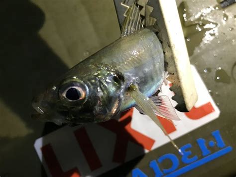 記録外房ランガンけっこう魚を感じることができた釣行でした まこちゃんのねんねな日記