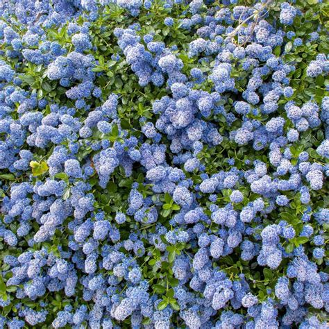 Ceanothus Ray Hartman California Lilac