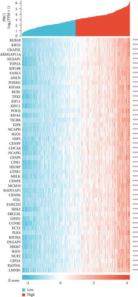 Go And Kegg Enrichment Analyses For Genes Co Expressed With Prc1 A
