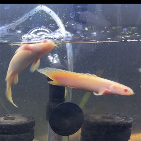 Bichir Exoticfishguy