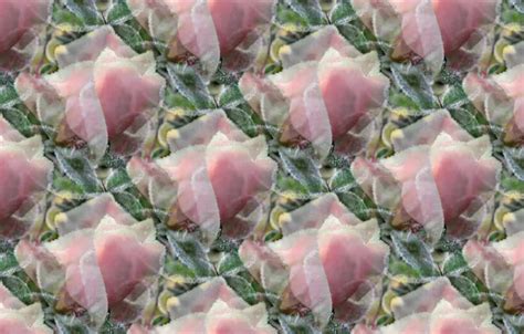 Wallpaper Frost Autumn Flowers Background Rose Texture Frost For
