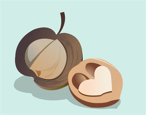How To Identify Hickory Nuts With Pictures Wikihow
