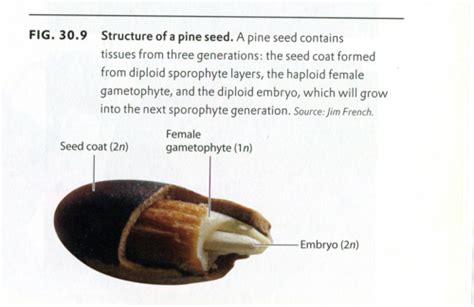 April 5th Gymnosperms And Angiosperms Flashcards Quizlet