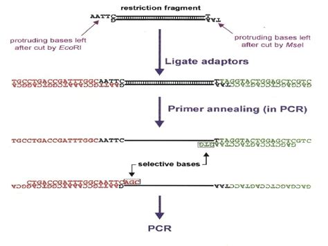Aflp Amplified Fragment Length Polymorphism Aflp A Method