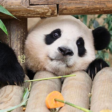 더쿠 너무너무 귀여운 푸바오 입모양