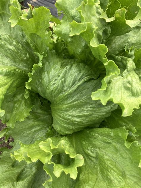 봄 양상추키우기 파종시기직파부터 수확시기 네이버 블로그