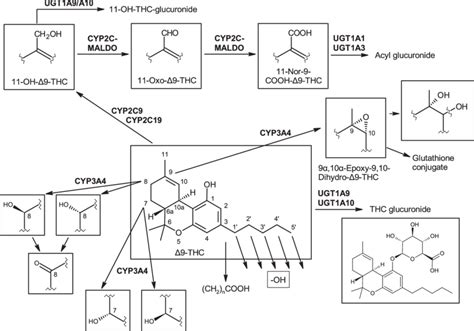 Summary Of Various Thc Metabolic Pathways And The Enzymes Involved