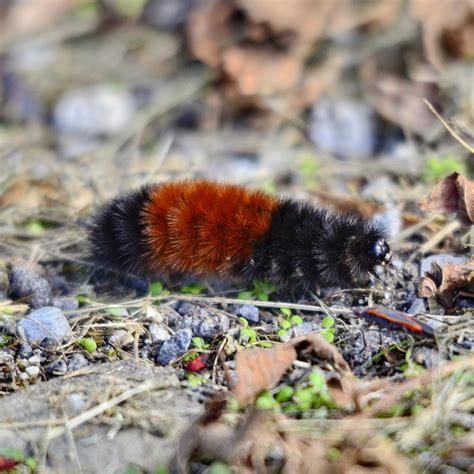 Woolly Bear Caterpillar Sting