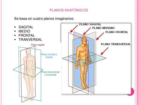 Medio Plano Sagital Del Cuerpo Humano