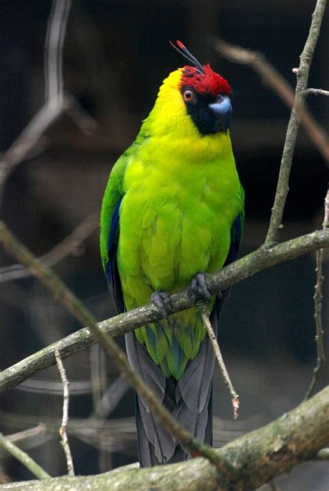 The Horned Parakeet Eunymphicus Cornutus Parakeet Colorful Birds