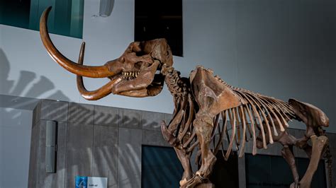 Mastodon Elephant
