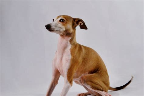 Your All In One Pitbull Breed Guide Pride For Paws