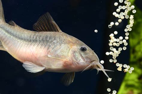 Cory Catfish Eggs 101 Care Hatching Time Appearance Guide