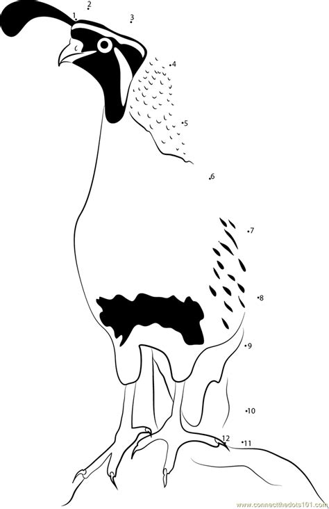 Quail Bird Dot To Dot Printable Worksheet Connect The Dots