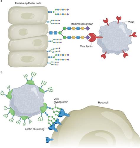Creative Proteomics On Linkedin Advances In Glycoscience To Understand