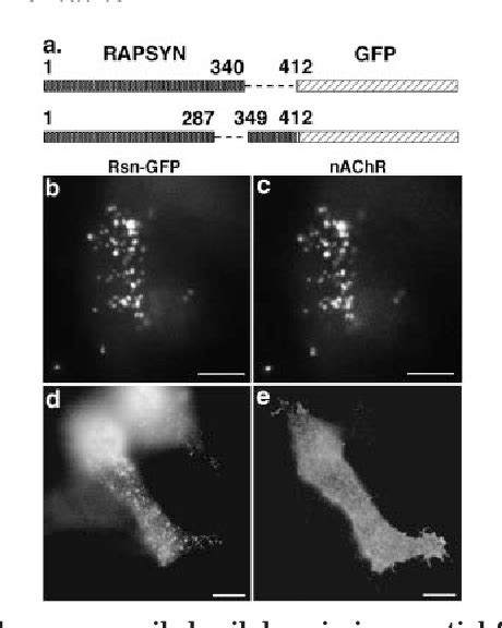 Figure 2 From Role Of Rapsyn Tetratricopeptide Repeat And Coiled Coil Domains In Self