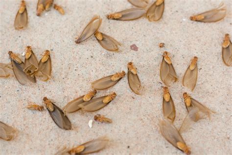 13 Signs That You Have A Subterranean Termite Infestation Drive Bye
