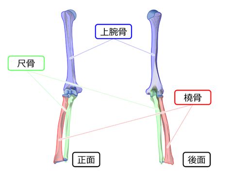 肘関節の構造 整体＆パーソナルトレーニングスタジオtclab