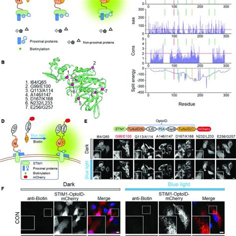 High Background Activity Of Turboid Revealed By Msa Egfp Labeling Of