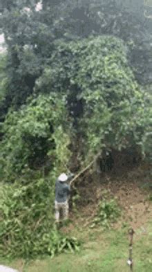 Tree Falling S Tenor