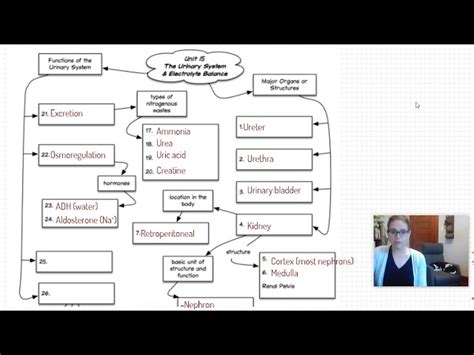 Urinary System Concept Map