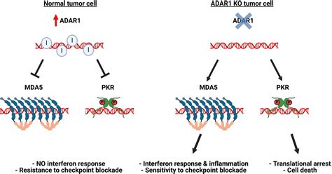 Multifaceted Roles Of Rna Editing Enzyme Adar1 In Innate Immunity